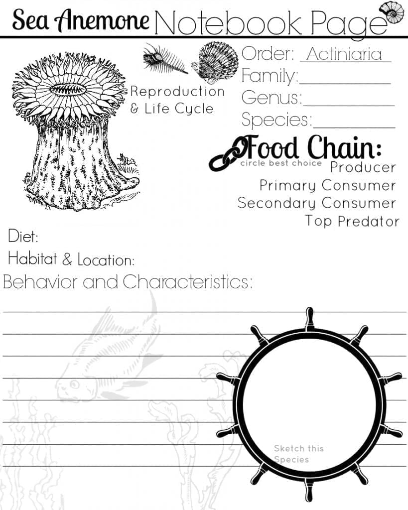 Sea Life Notebook Pages - Hip Homeschool Moms