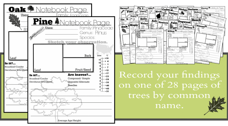 Tree Study Activities with Notebooking Pages - Hip Homeschool Moms