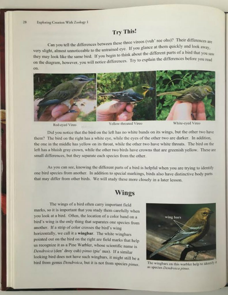 Backyard Bird Study - Hip Homeschool Moms