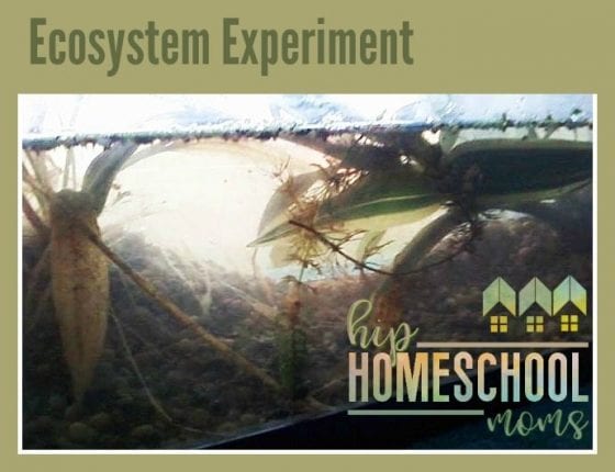 Science Fair Project: Create Your Own Ecosystem - Hip Homeschool Moms