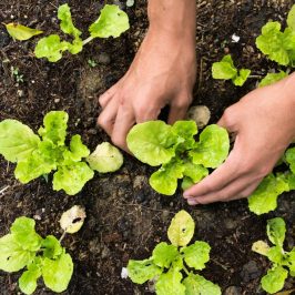 25 Creative Ways to Learn Math in the Garden - Hip Homeschool Moms