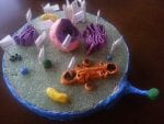 How to Make a Clay Cell Model - Hip Homeschool Moms