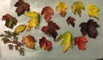 It's Fall, Y'all! Two Fun Fall Leaves Art and Science Activities - Hip ...