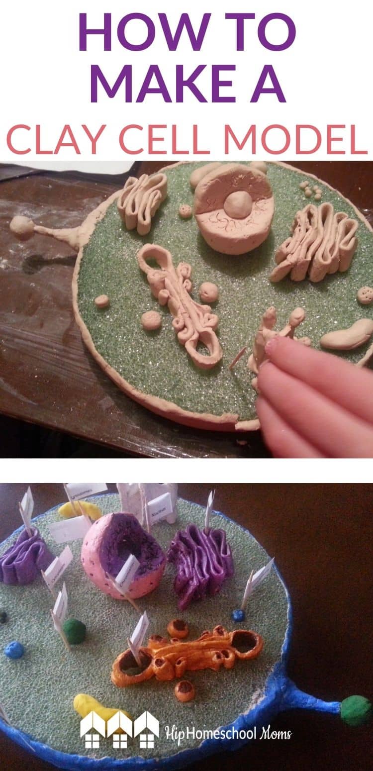 How to Make a Clay Cell Model - Hip Homeschool Moms