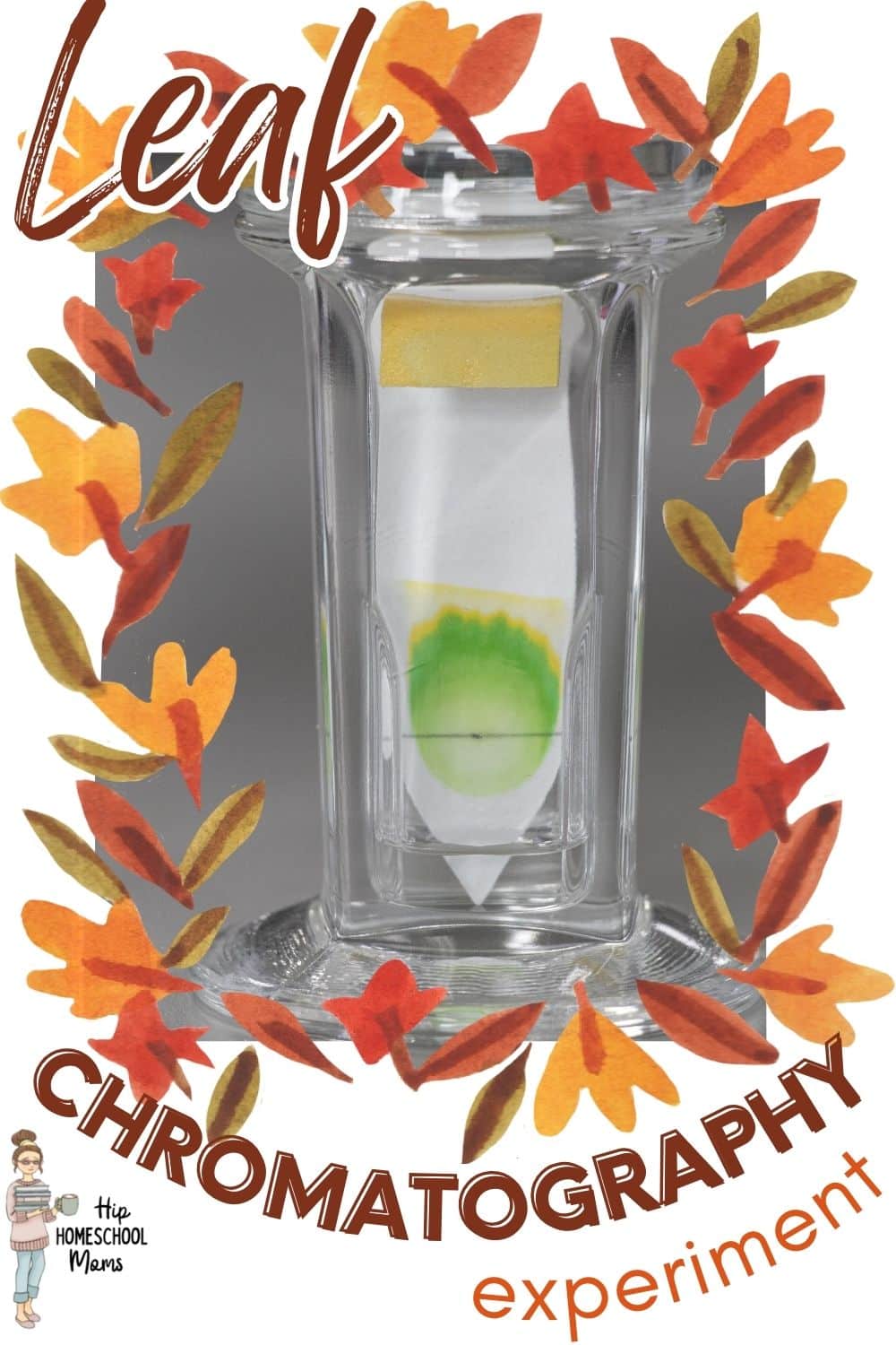 Leaf Chromatography Experiment - Hip Homeschool Moms