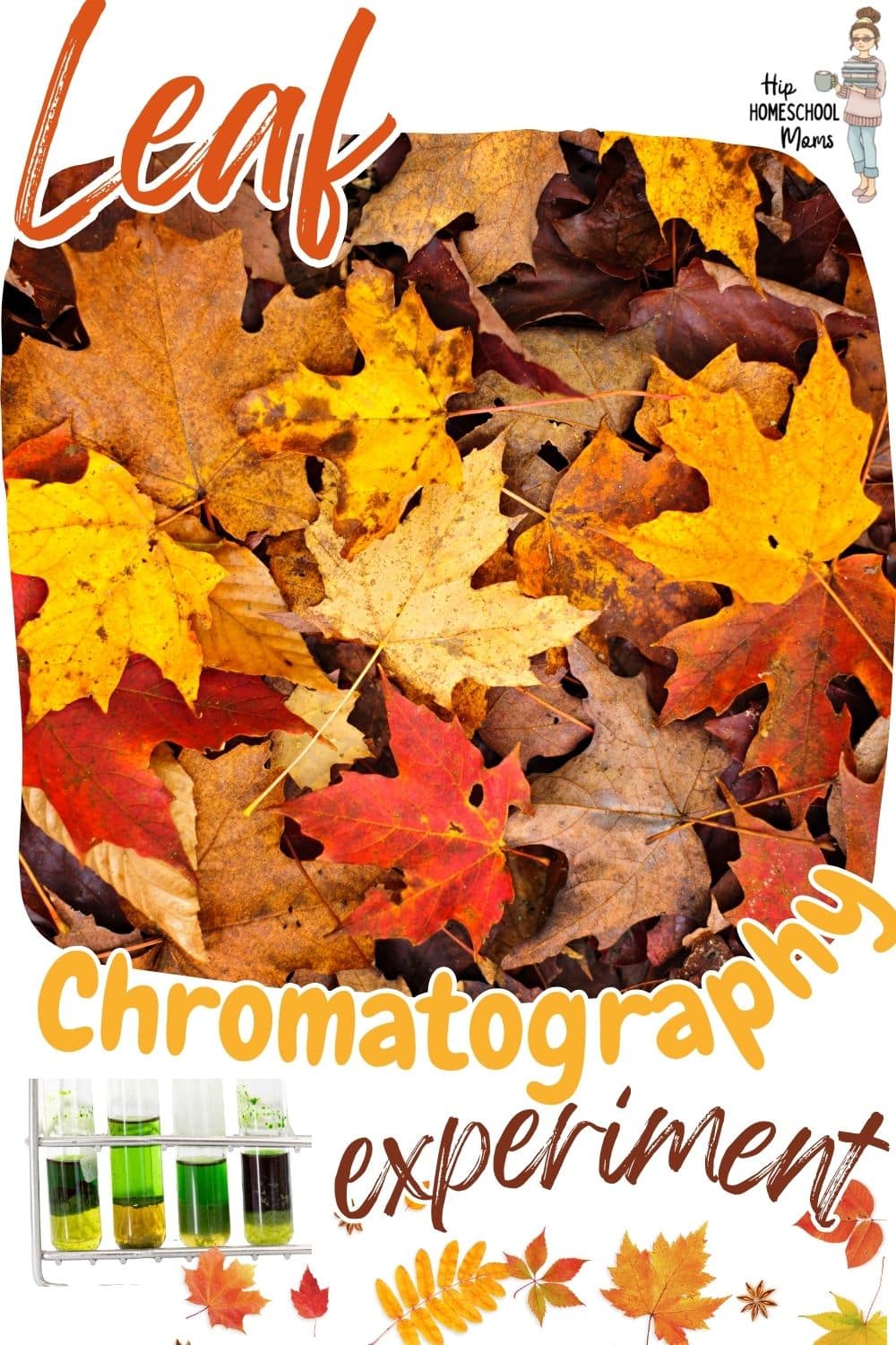 Leaf Chromatography Experiment - Hip Homeschool Moms